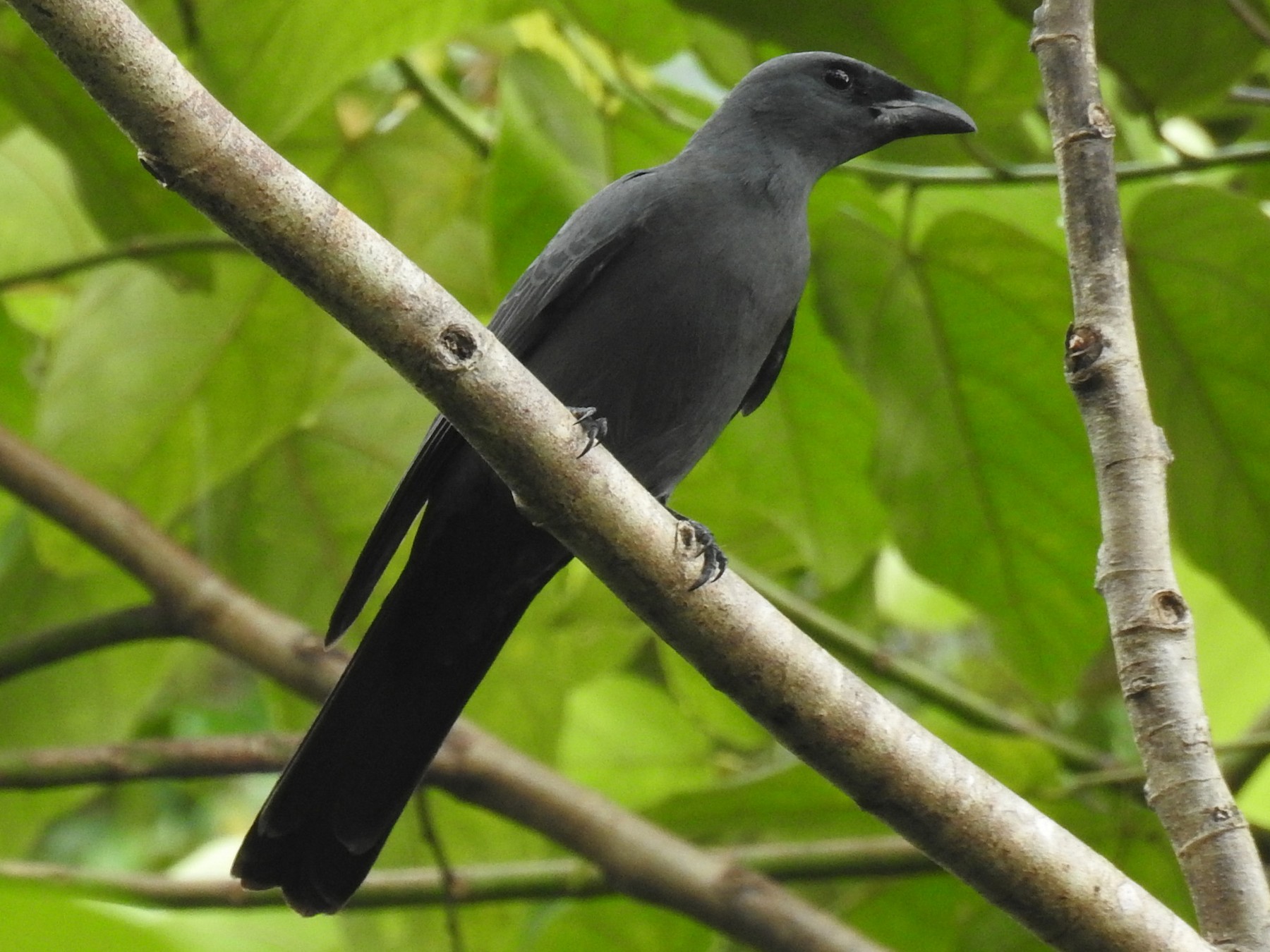 Oruguero de Wallacea - eBird