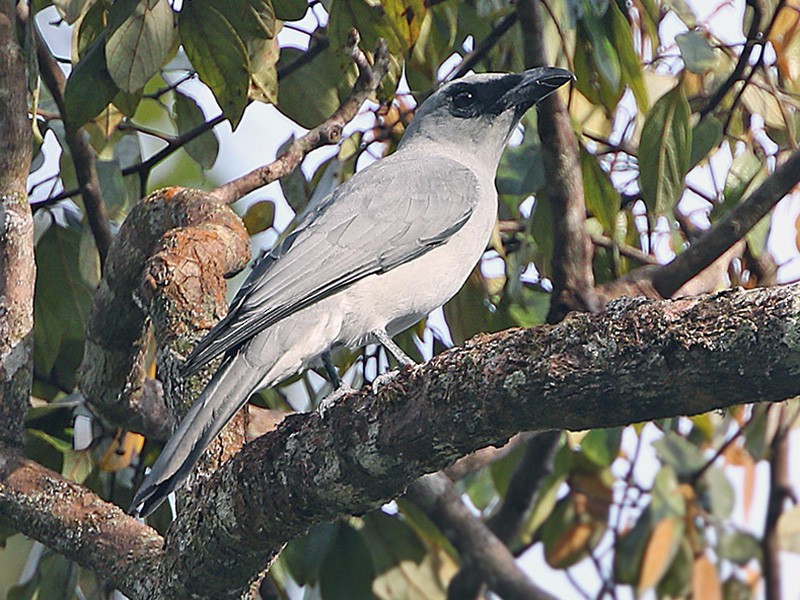 Oruguero de Buru - eBird