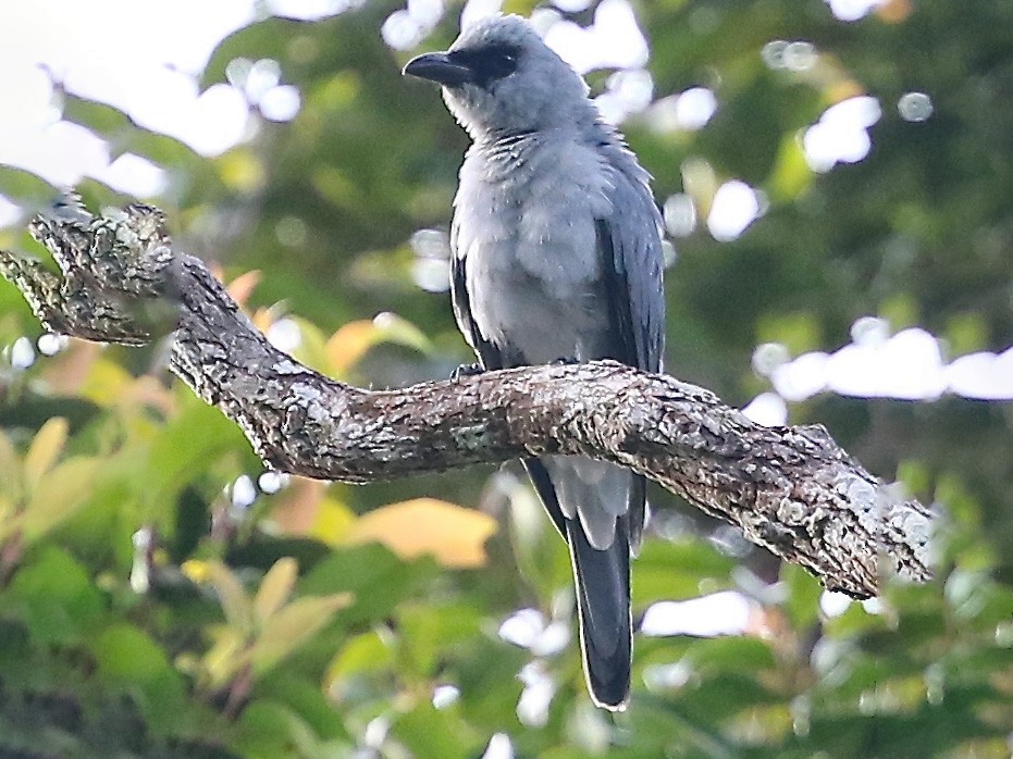 Oruguero de Buru - eBird