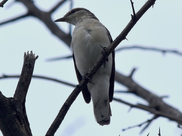 Photos - White-shouldered Triller - Lalage sueurii - Birds of the World