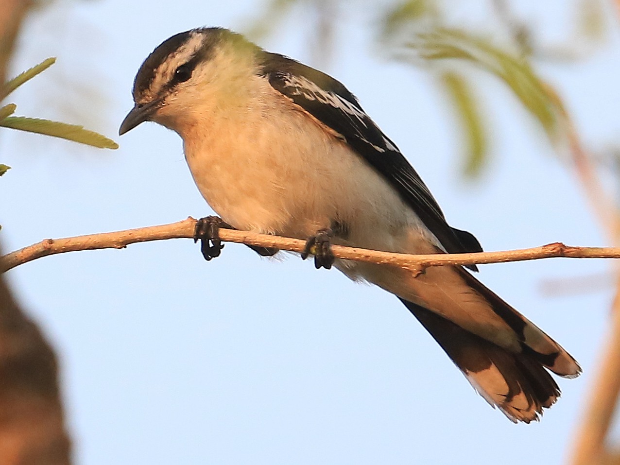 White-shouldered Triller - eBird
