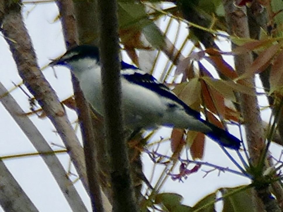 White-browed Triller - eBird