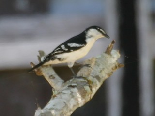 White-browed Triller - eBird