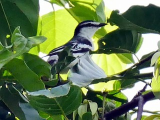 White-rumped Triller - eBird