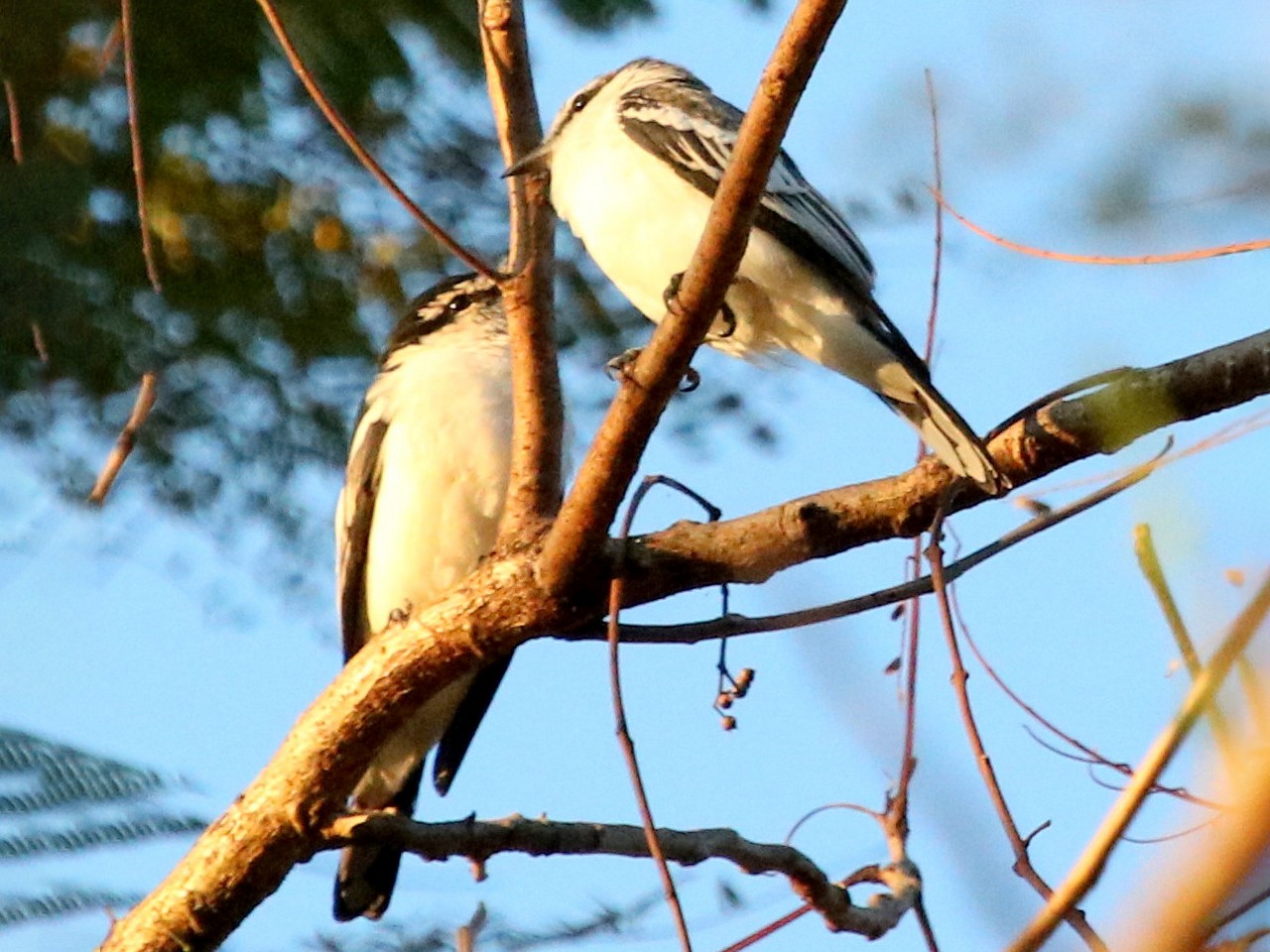 Kapasan sulawesi - eBird