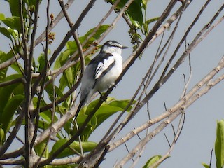 White-rumped Triller - eBird