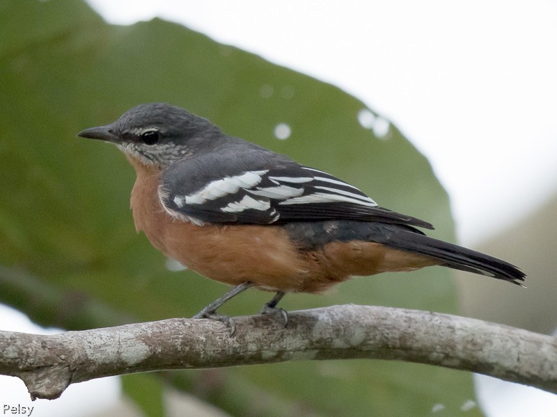 Rufous-bellied Triller - eBird