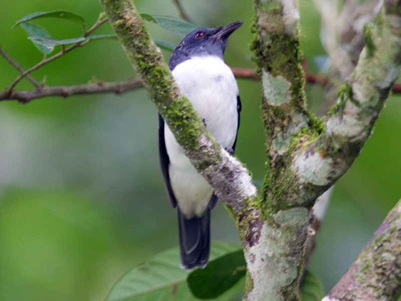 Oruguero de Abbott - eBird