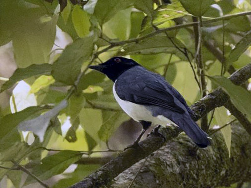 Oruguero de Abbott - eBird