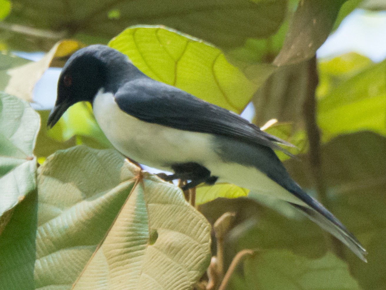 Oruguero de Abbott - eBird