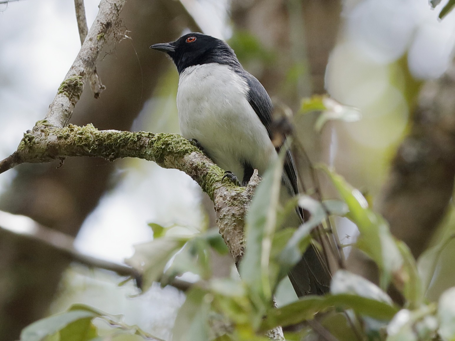 Oruguero de Abbott - eBird