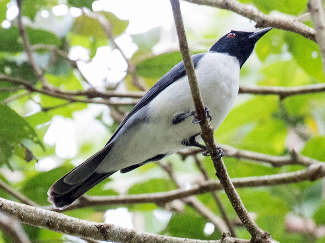 Oruguero de Abbott - eBird