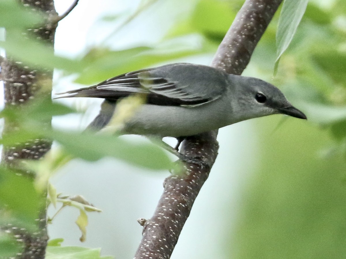 Pale Cicadabird - Edolisoma ceramense - Birds of the World
