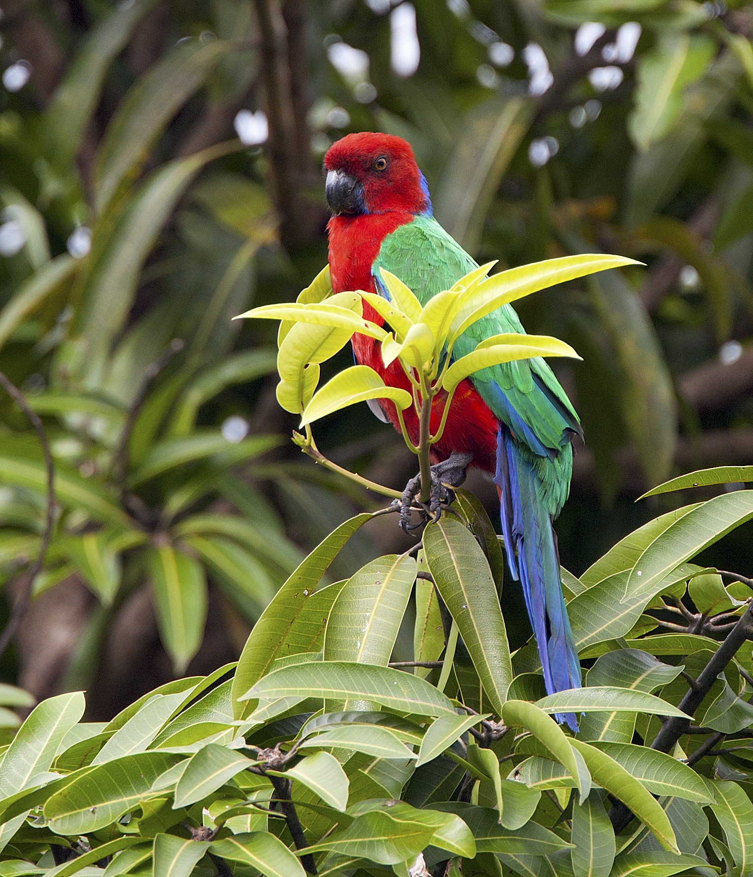 Crimson Shining-Parrot - eBird