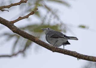 Slaty Monarch - Mayrornis lessoni - Birds of the World