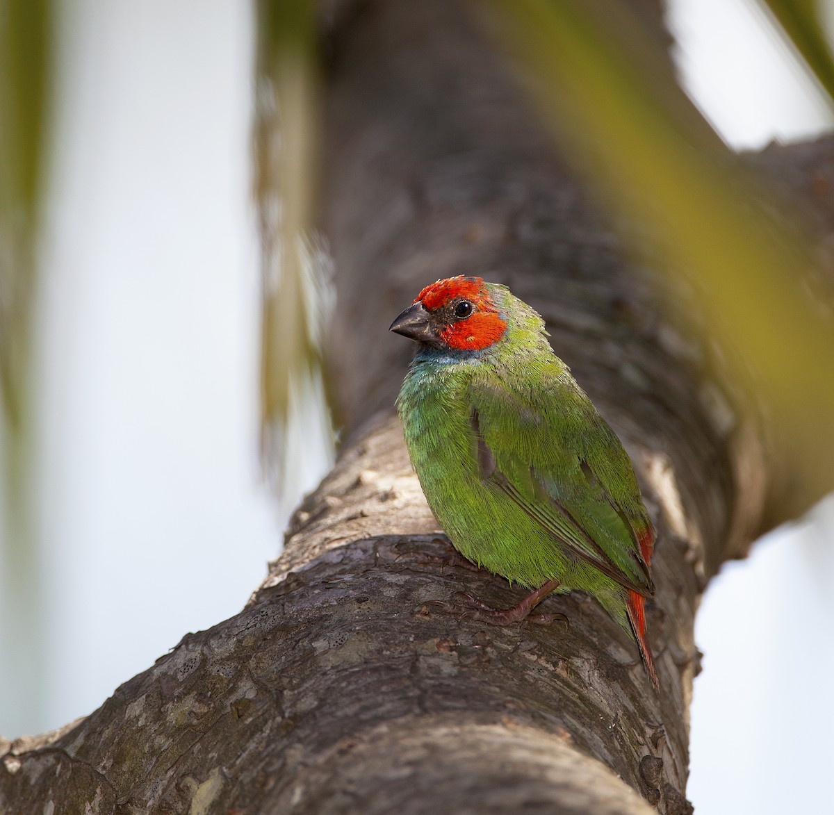 Fiji Parrotfinch - Erythrura pealii - Birds of the World
