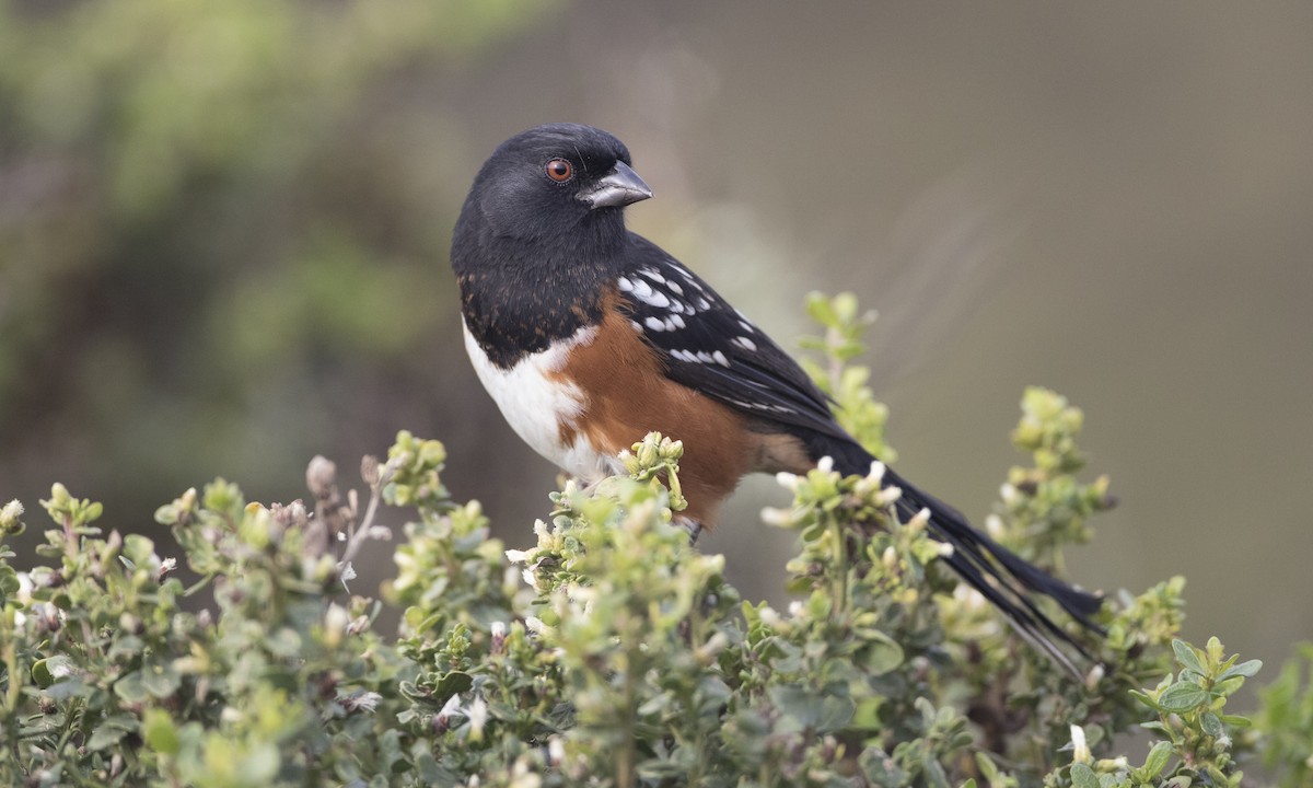 Spotted Towhee - Pipilo maculatus - Birds of the World