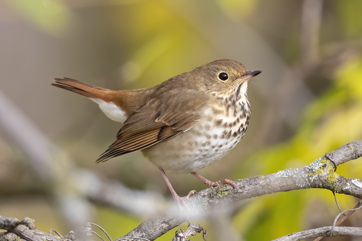 Hermit Thrush