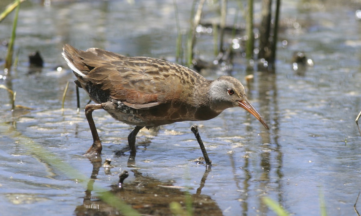 Virginia Rail - Rallus limicola - Birds of the World