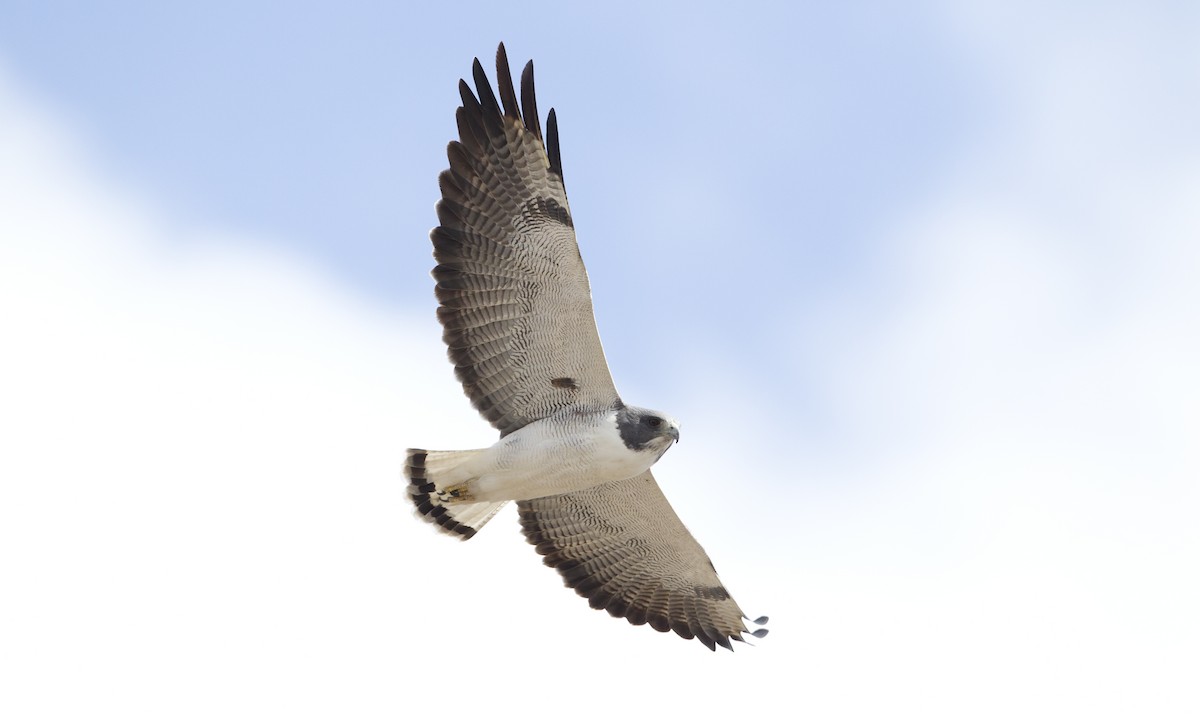 White-tailed Hawk - Geranoaetus albicaudatus - Birds of the World