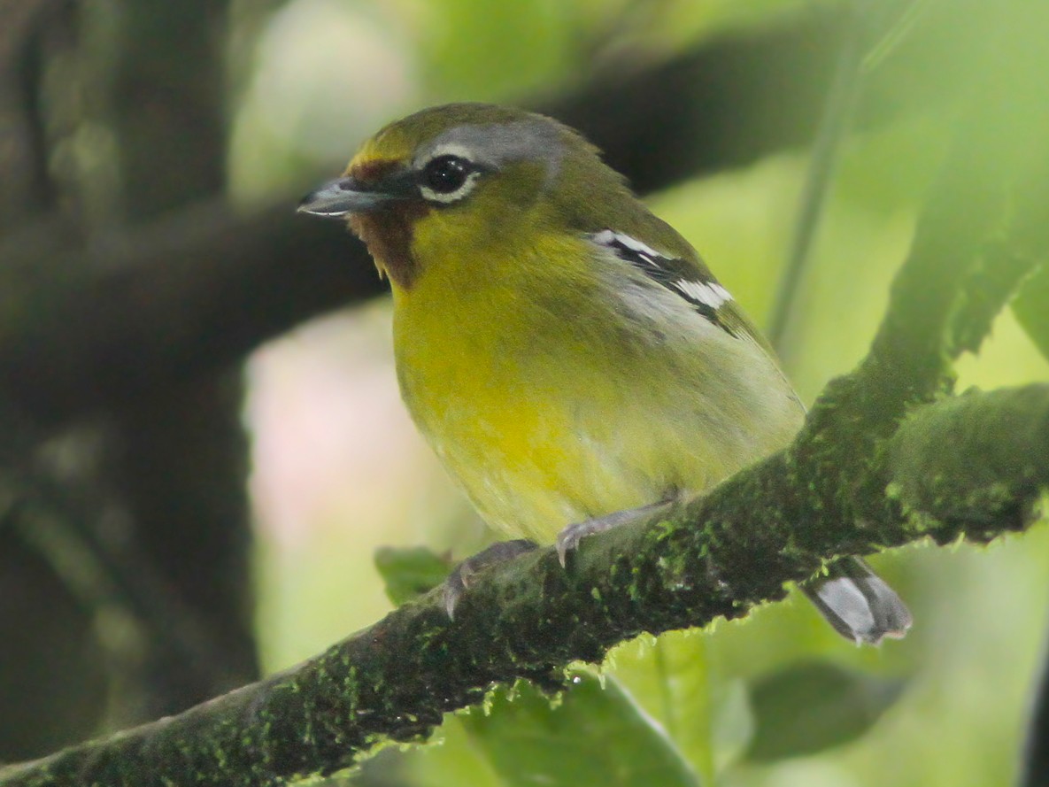 Trilling Shrike-Babbler - eBird