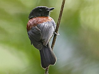 Maroon-backed Whistler - eBird