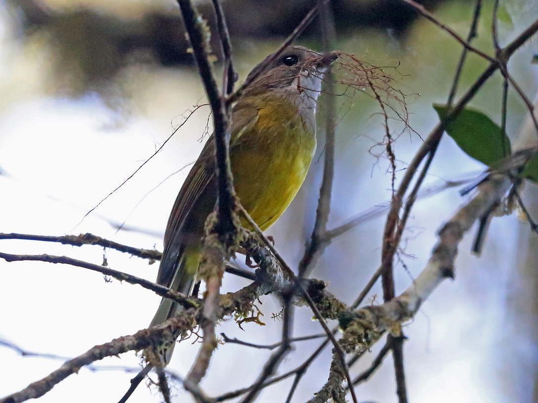 Silbador de Vogelkop - eBird