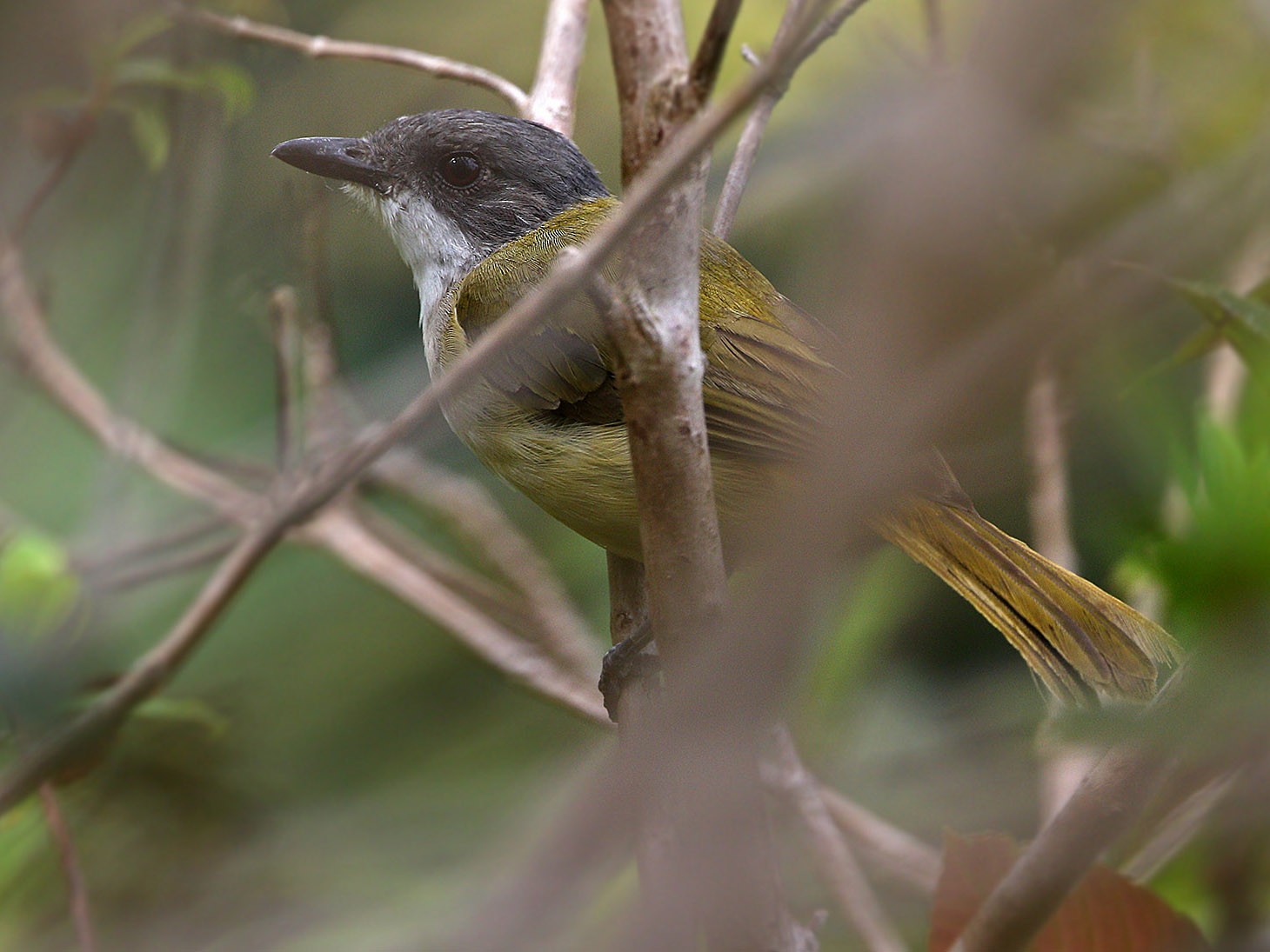 Rusty-breasted Whistler - eBird