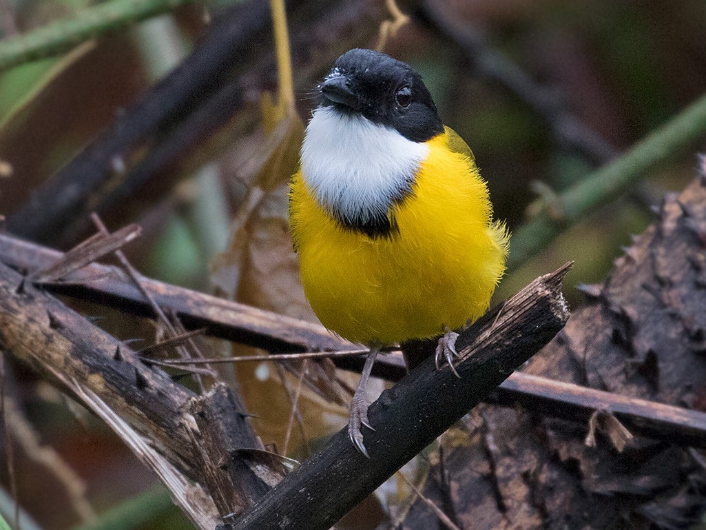 Silbador Barbinegro - eBird