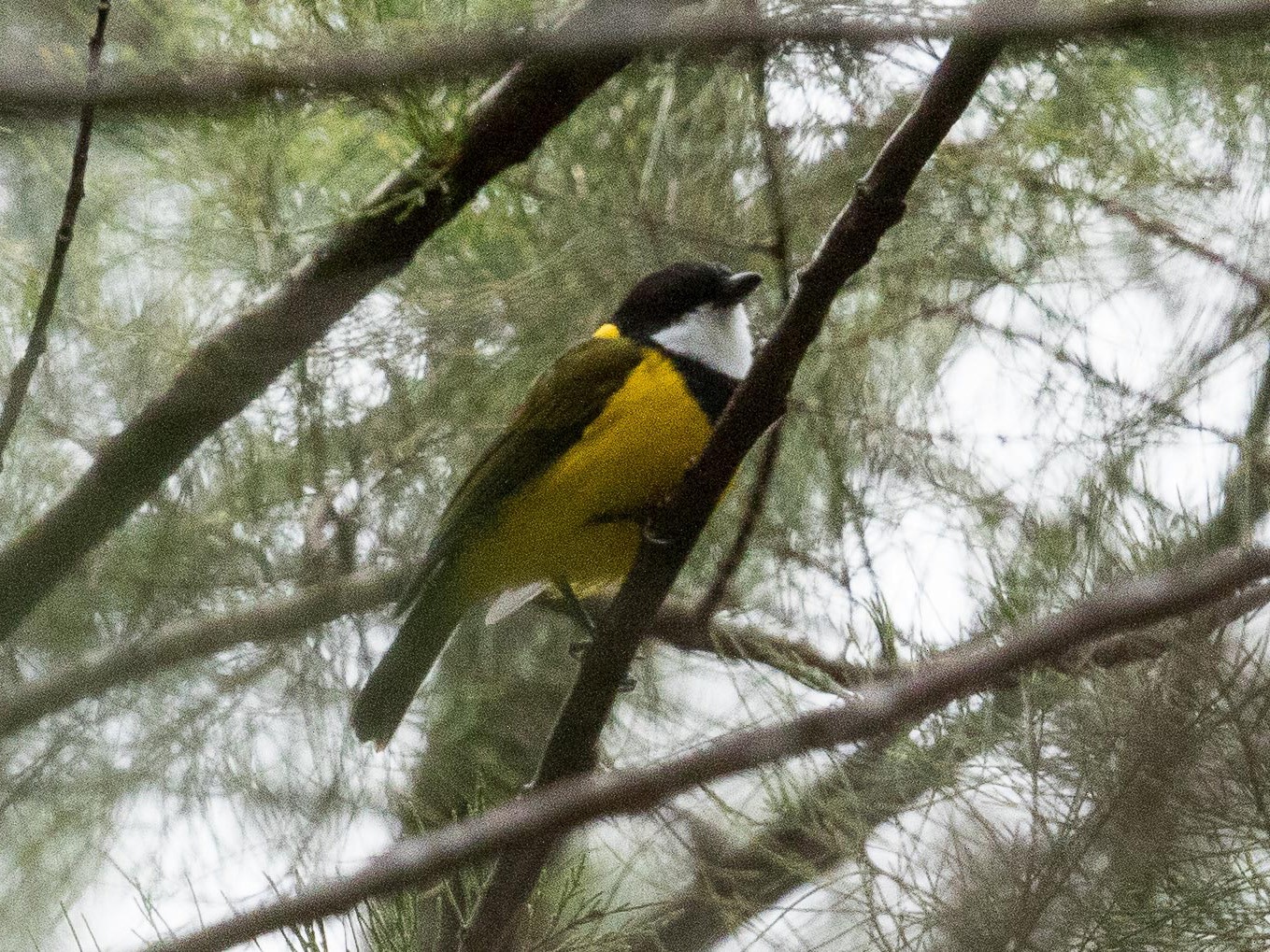Silbador de Balim - eBird