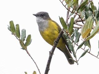 Lorentz's Whistler - eBird
