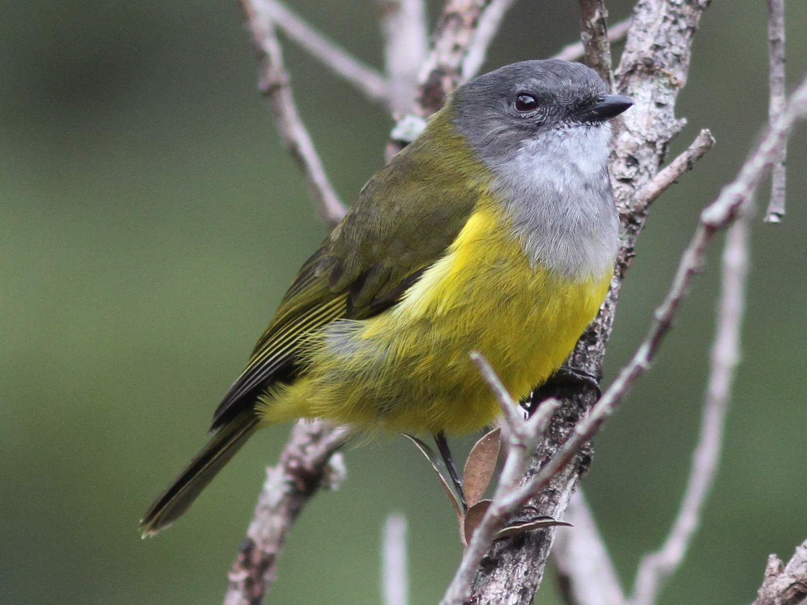 Silbador de Lorentz - eBird