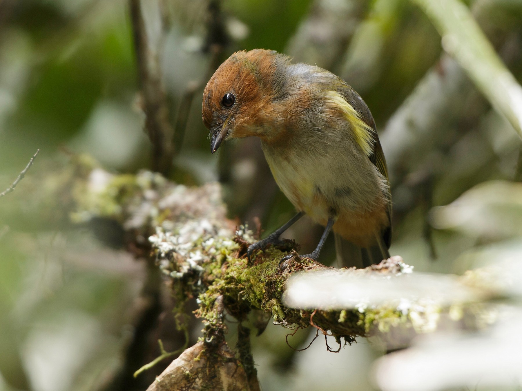Silbador de Lorentz - eBird