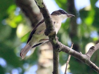 Island Whistler - eBird