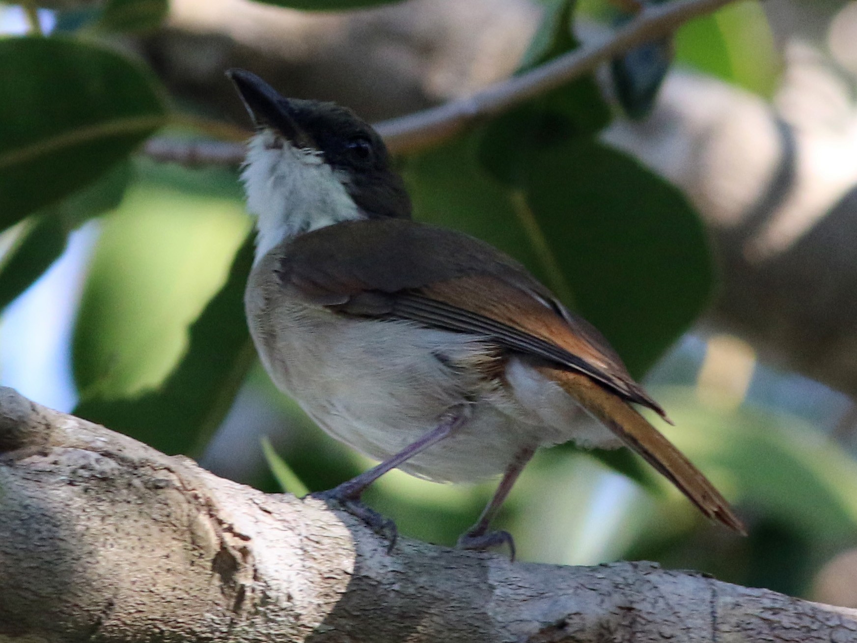 Island Whistler - eBird