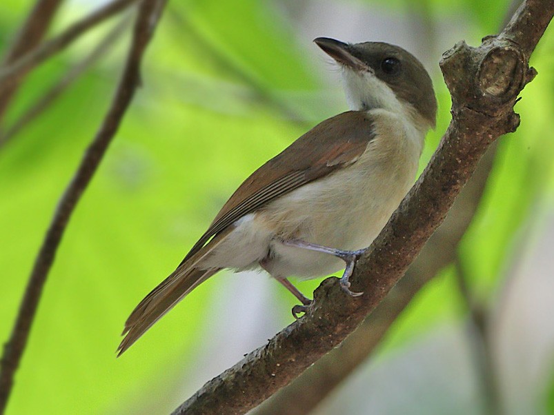 Island Whistler - eBird
