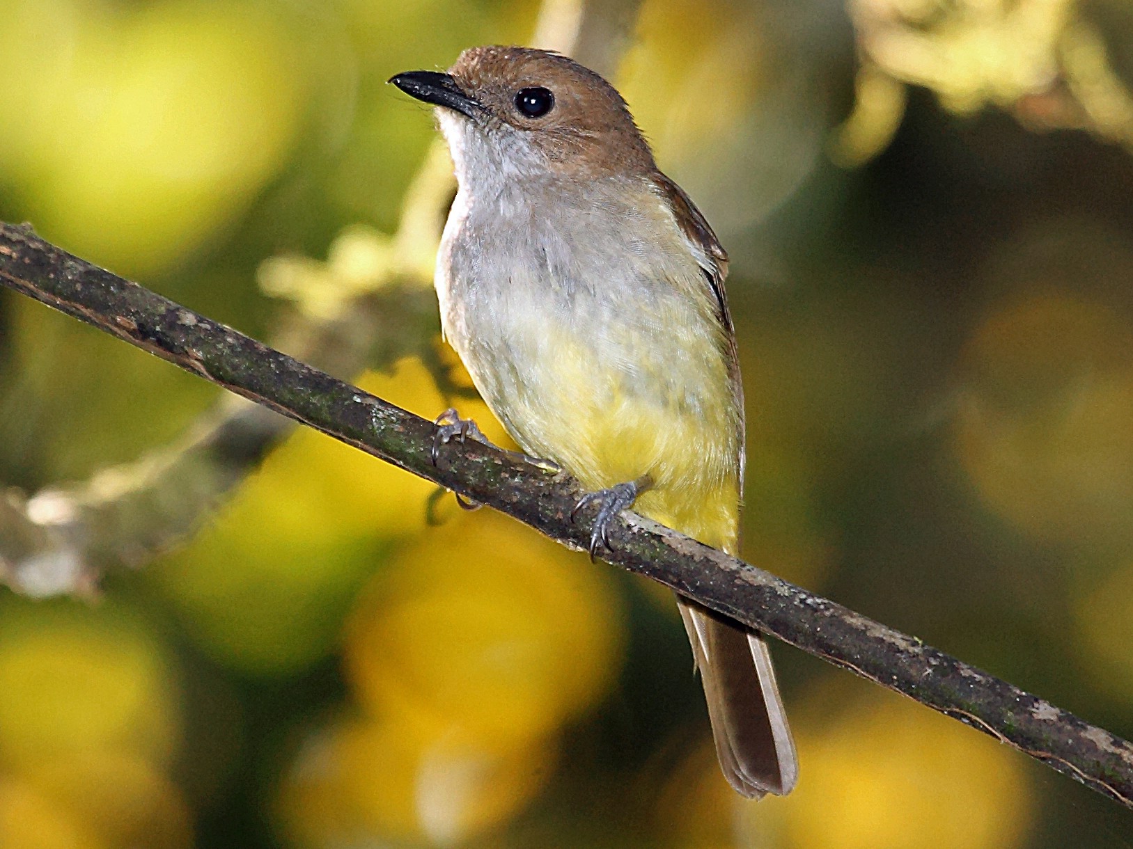 Silbador ventrisulfúreo - eBird