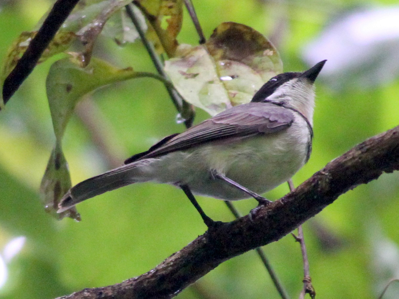 Wallacean Whistler - eBird