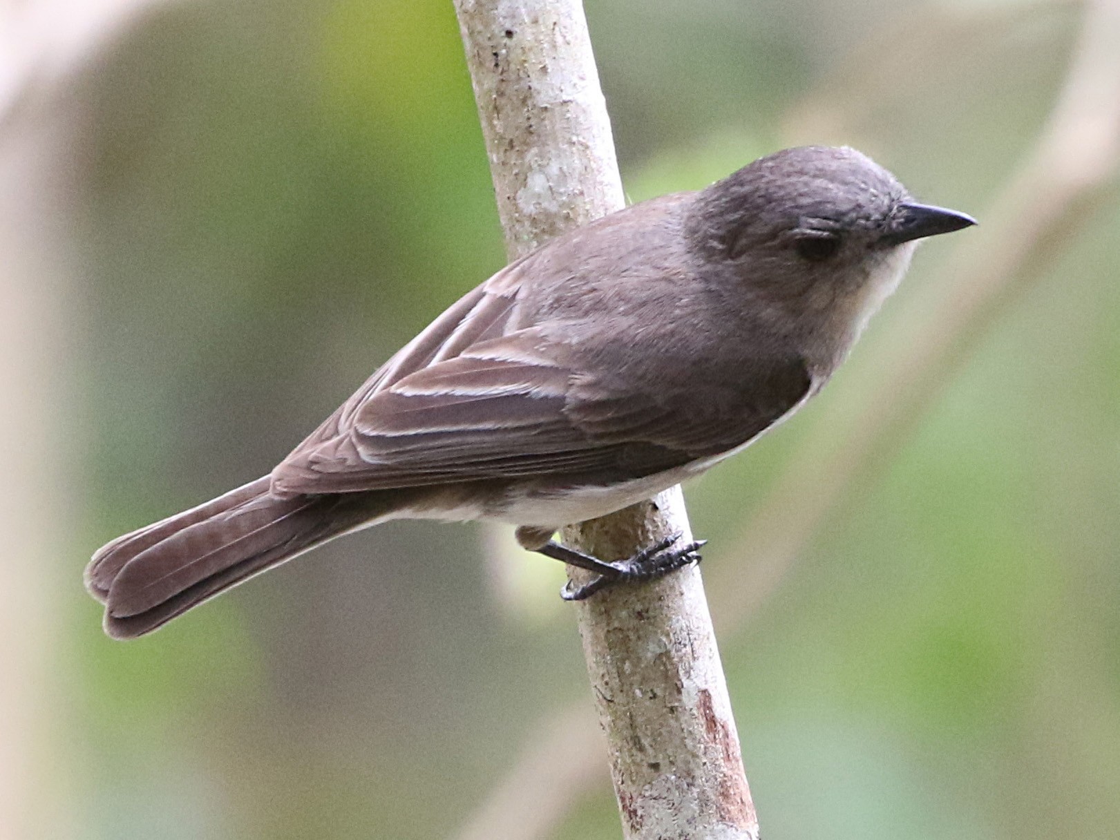 Silbador Cenizo - eBird