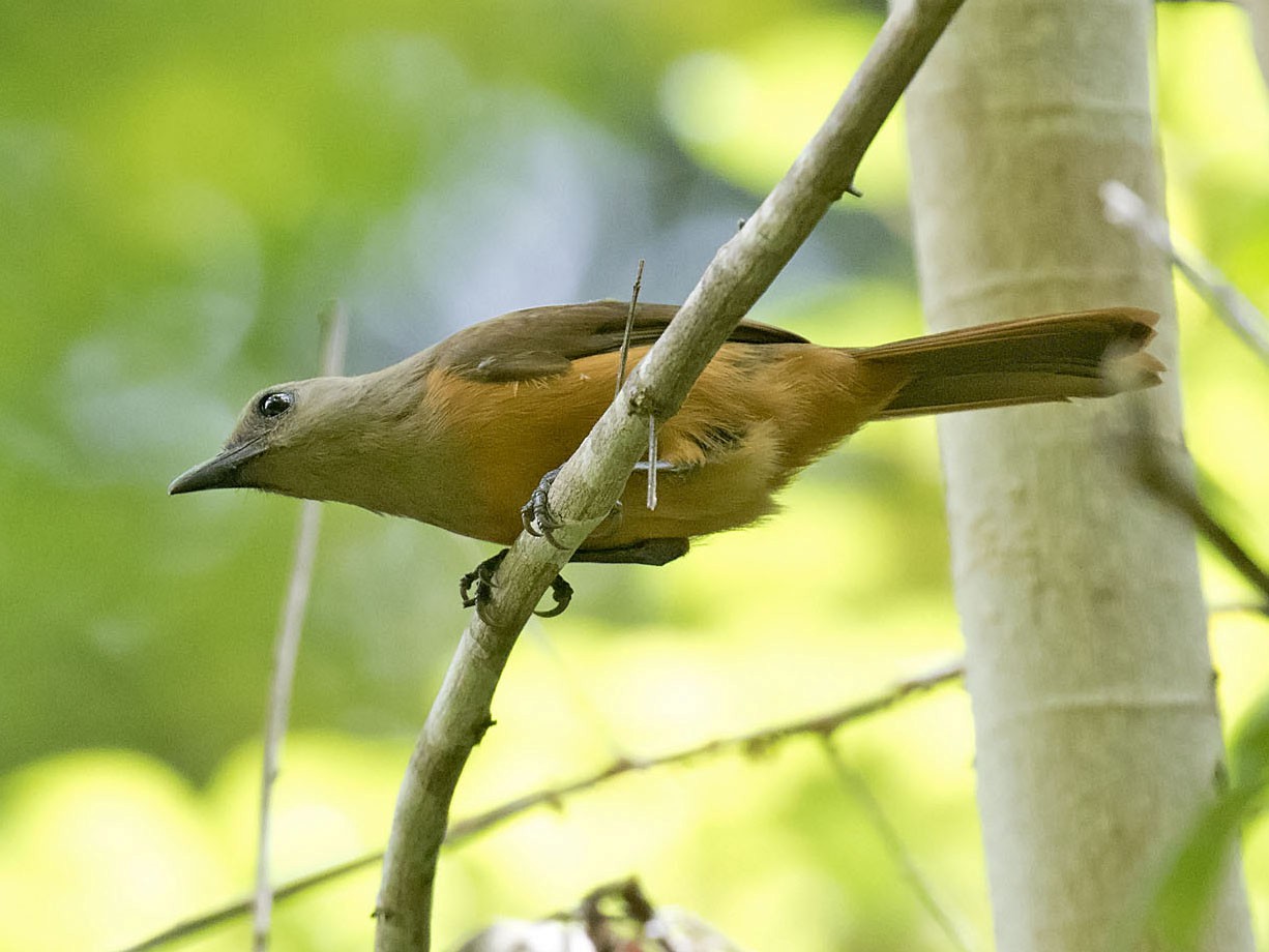 Raja Ampat Pitohui - eBird