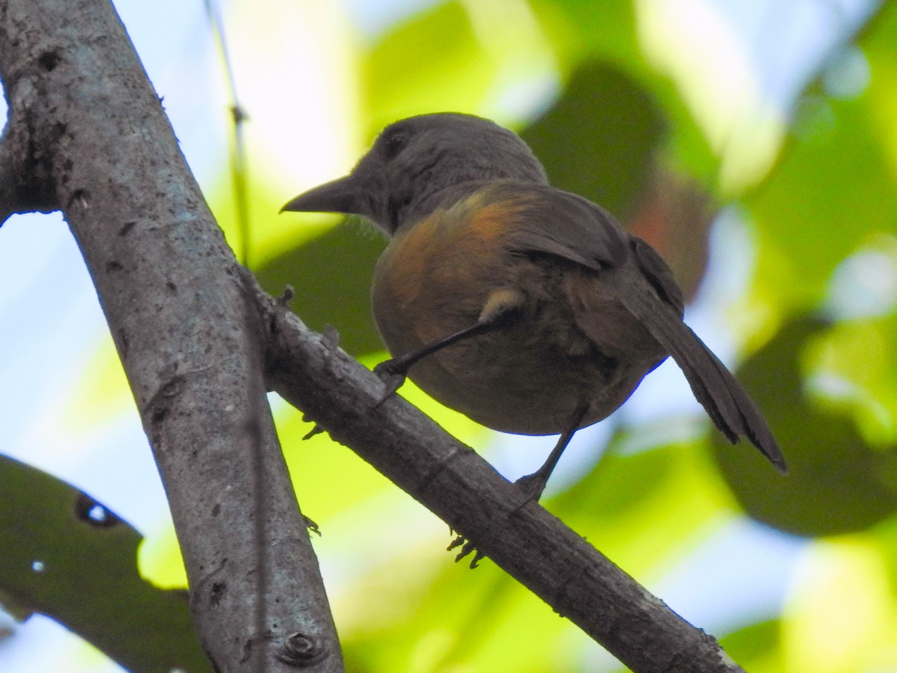 Raja Ampat Pitohui - eBird
