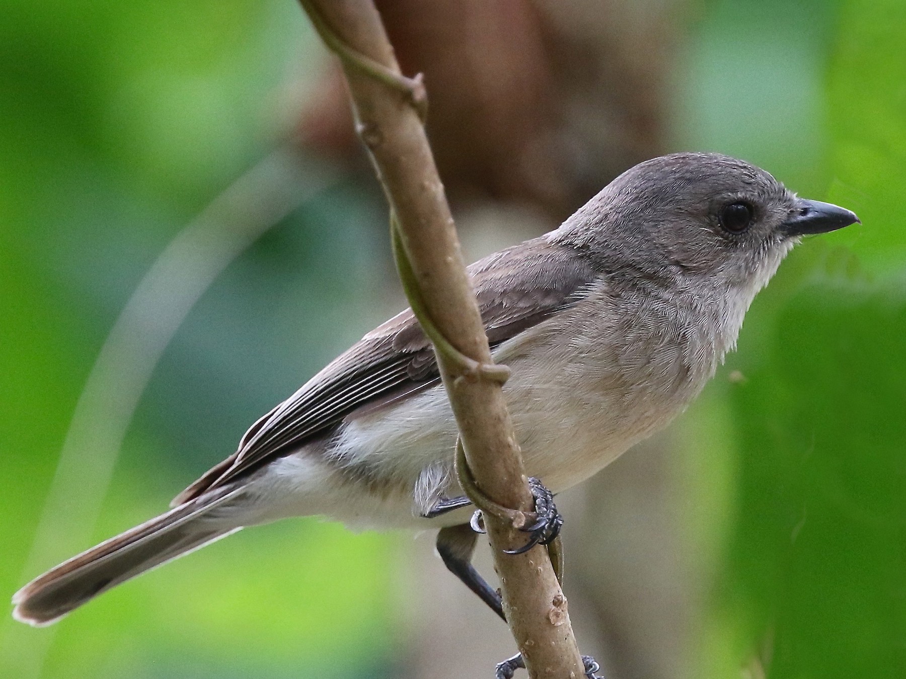 Drab Whistler - eBird