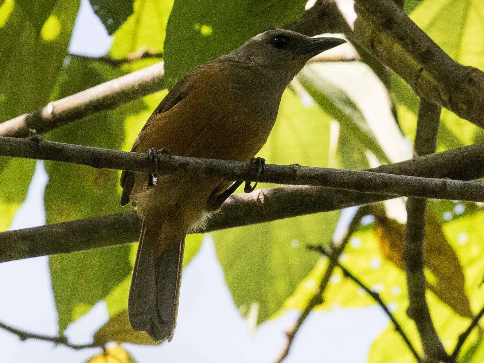 Raja Ampat Pitohui - eBird