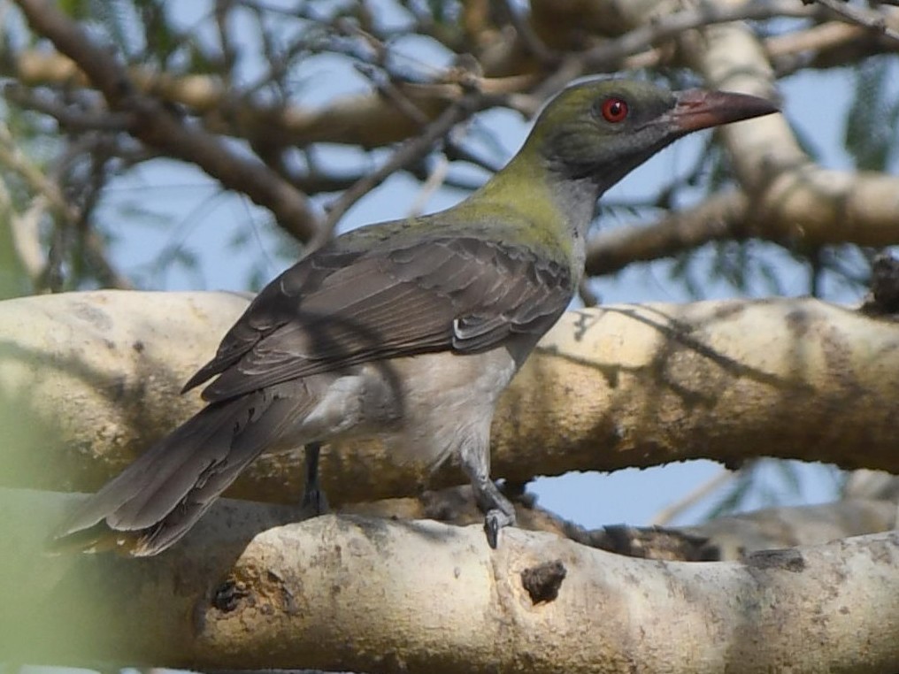 Timor Oriole - eBird