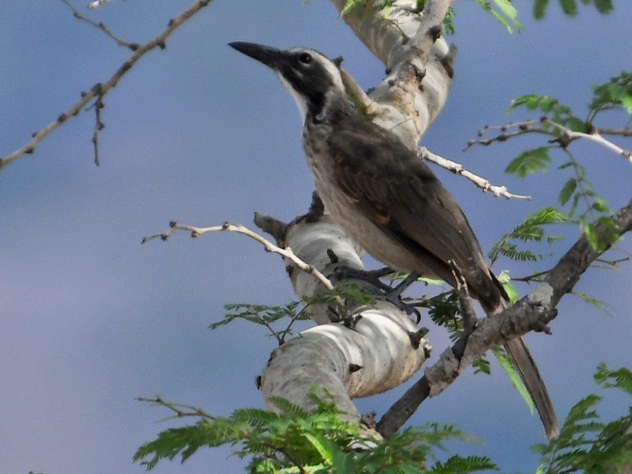 Timor Oriole - eBird