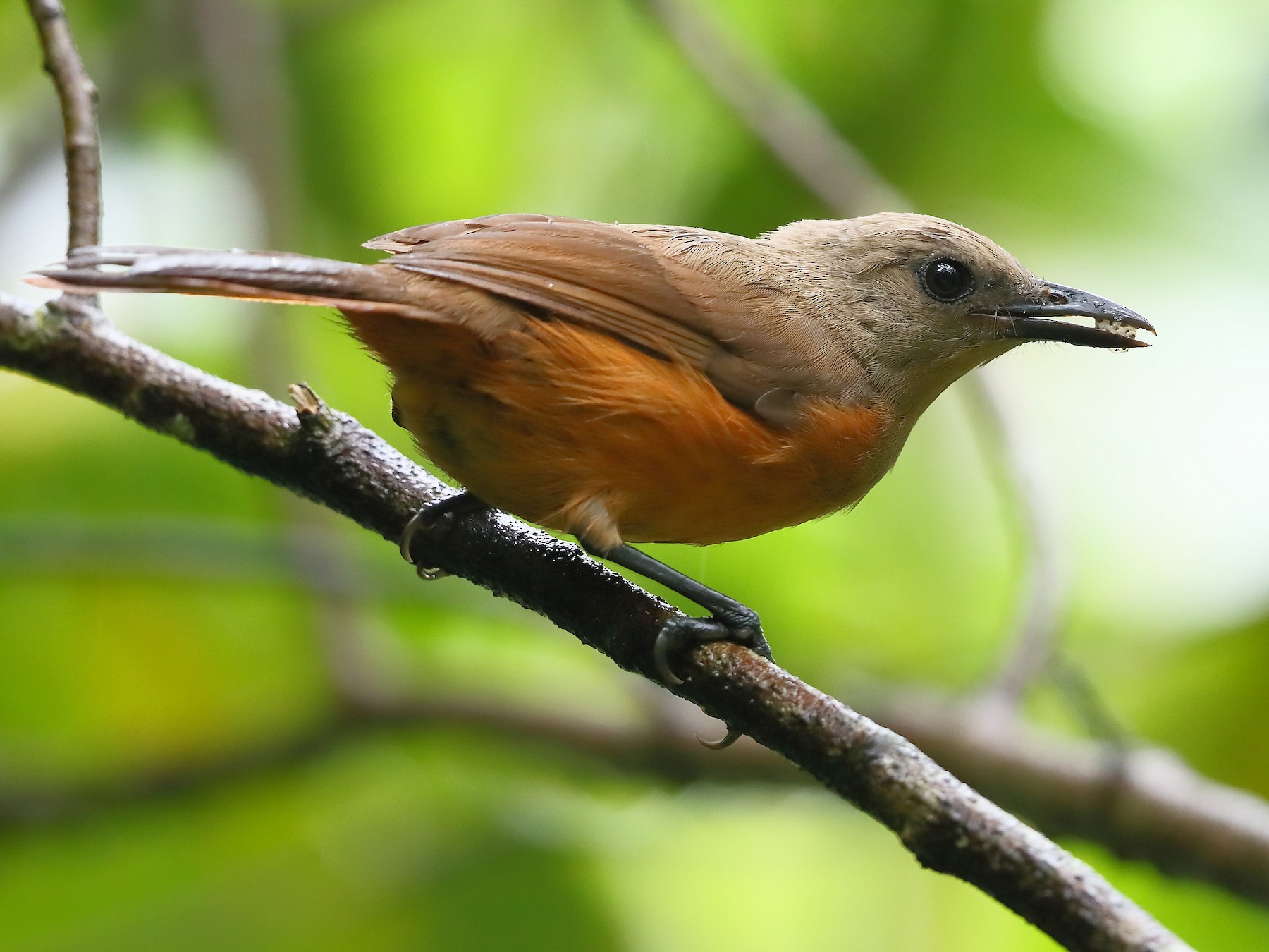 Raja Ampat Pitohui - eBird