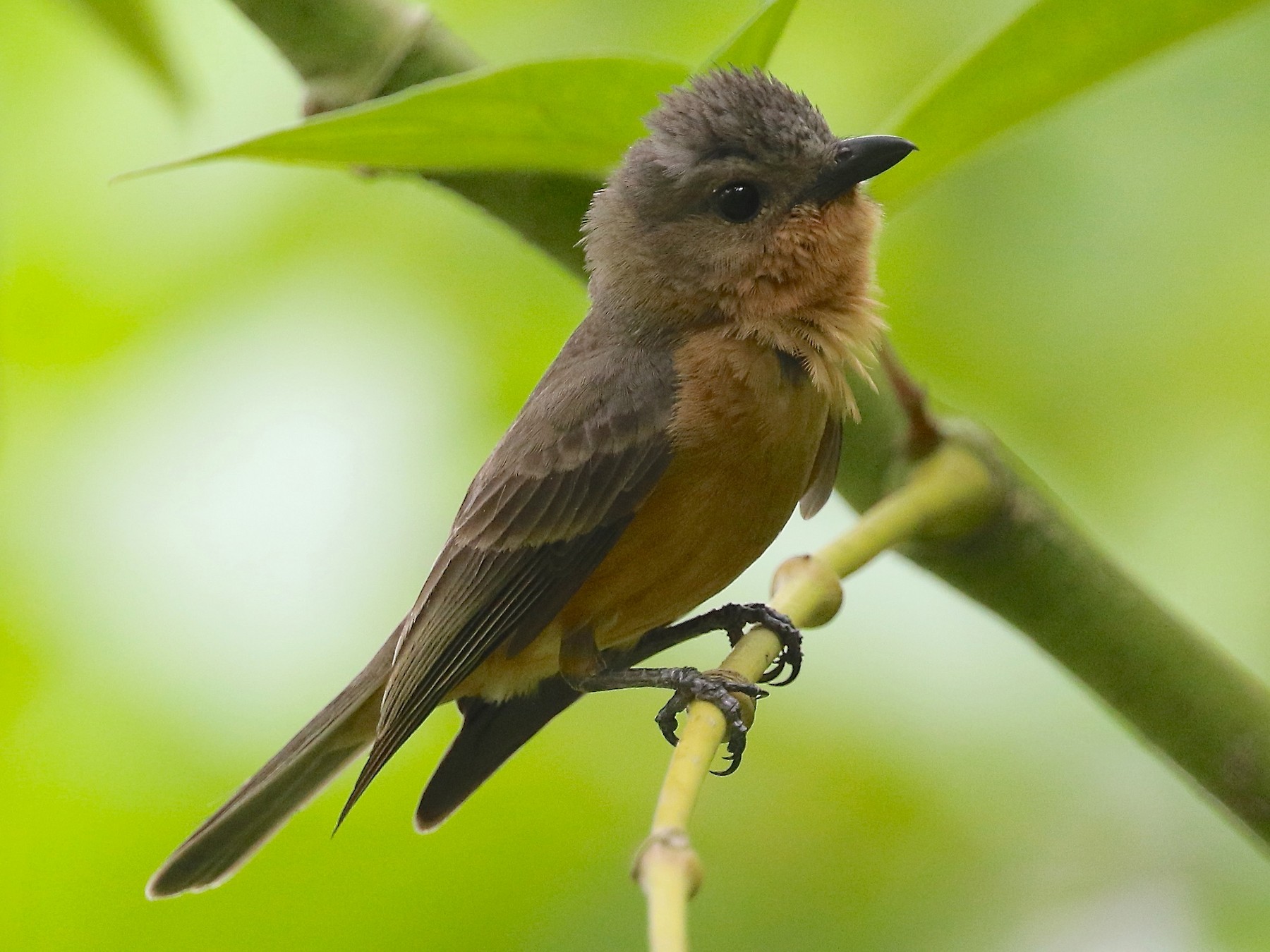 Drab/Cinnamon-breasted Whistler - eBird