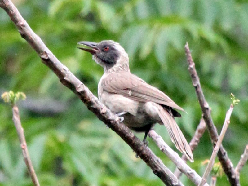Timor Oriole - eBird