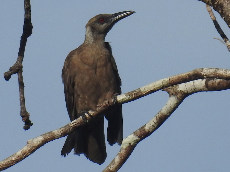 Tanimbar Oriole - eBird