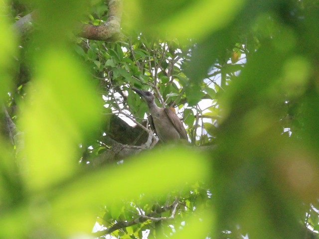 Photos - Tanimbar Oriole - Oriolus decipiens - Birds of the World
